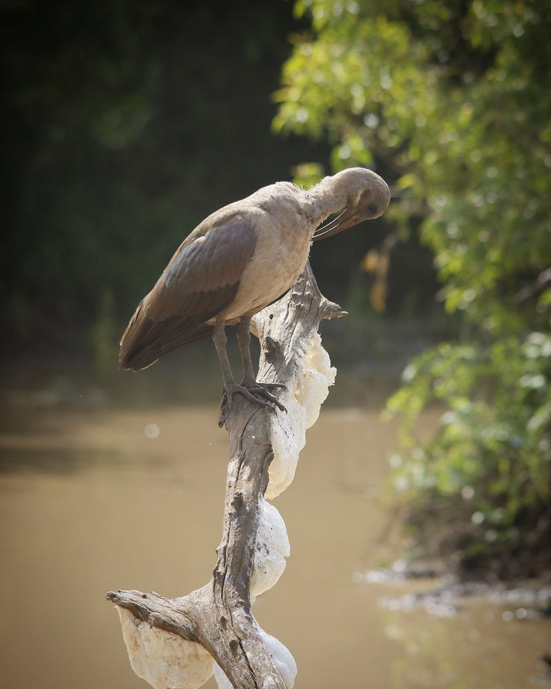 Birds I Love - The Hadeda Ibis | The Go-To Guy