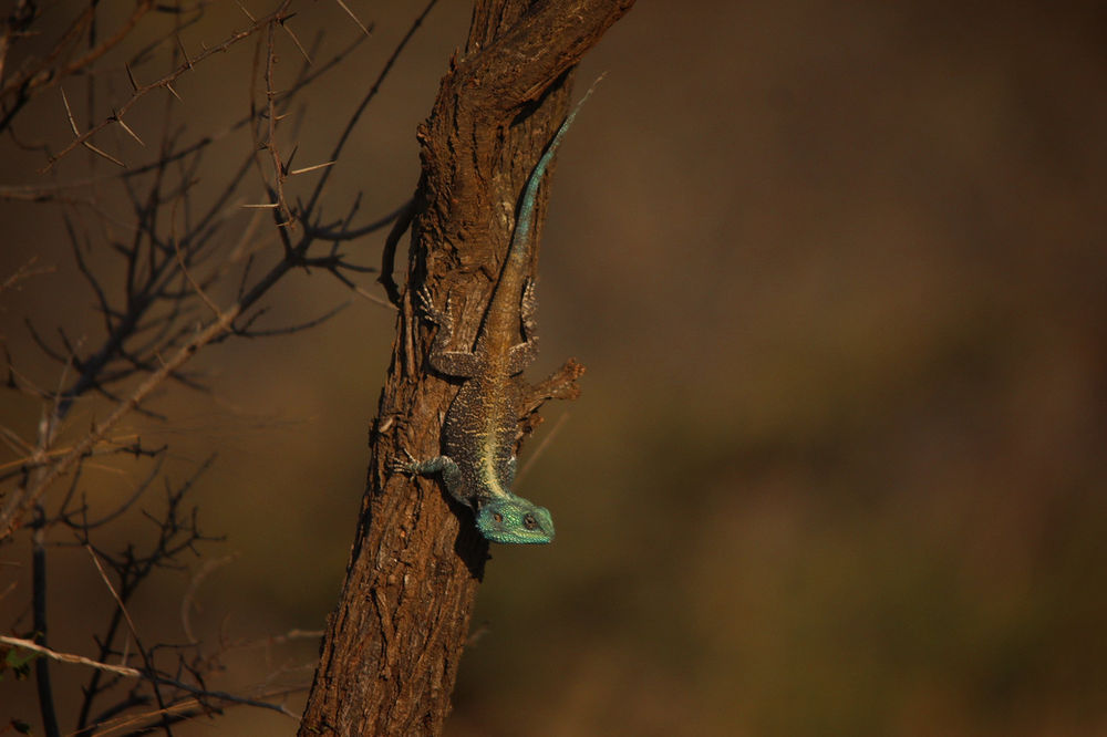 Reptiles I Love - The Blue Headed Tree Agama | The Go-To Guy