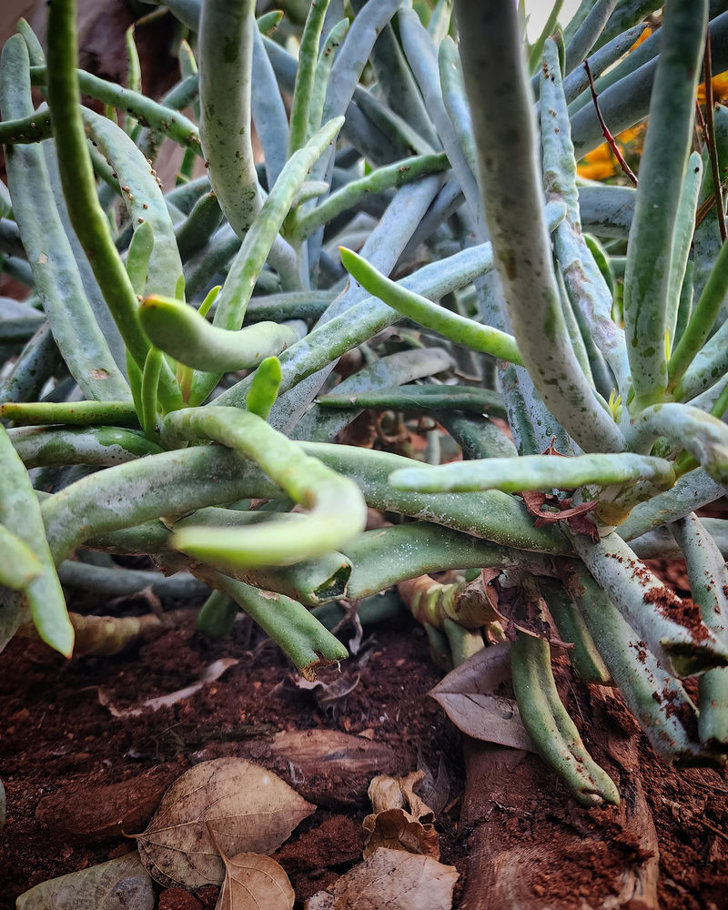 Plants I Love - The Chalky Finger Aloe | The Go-To Guy