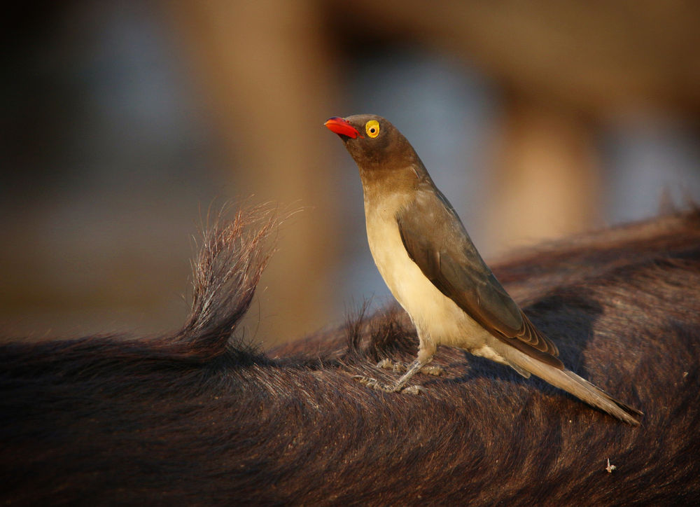 Birds I Love – The Red - Billed Oxpecker | The Go-To Guy