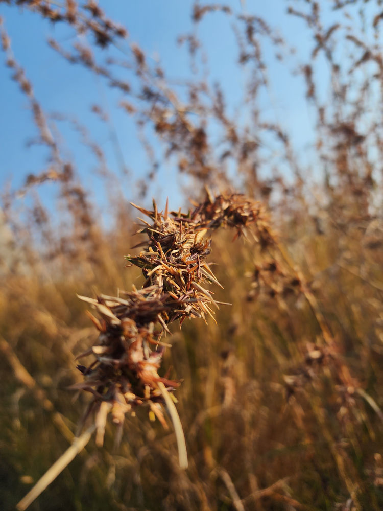 Plants I Love - Common Turpentine Grass | The Go-To Guy