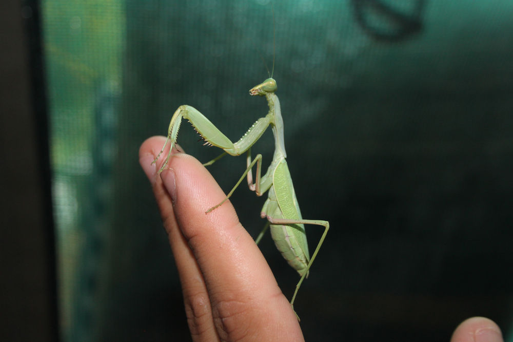 Insects I Love - Giant African Mantis | The Go-To Guy
