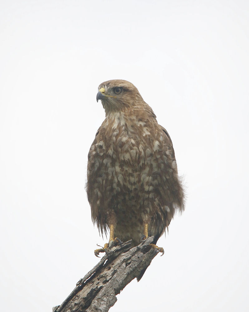 Birds I Love - The Common Buzzard | The Go-To Guy