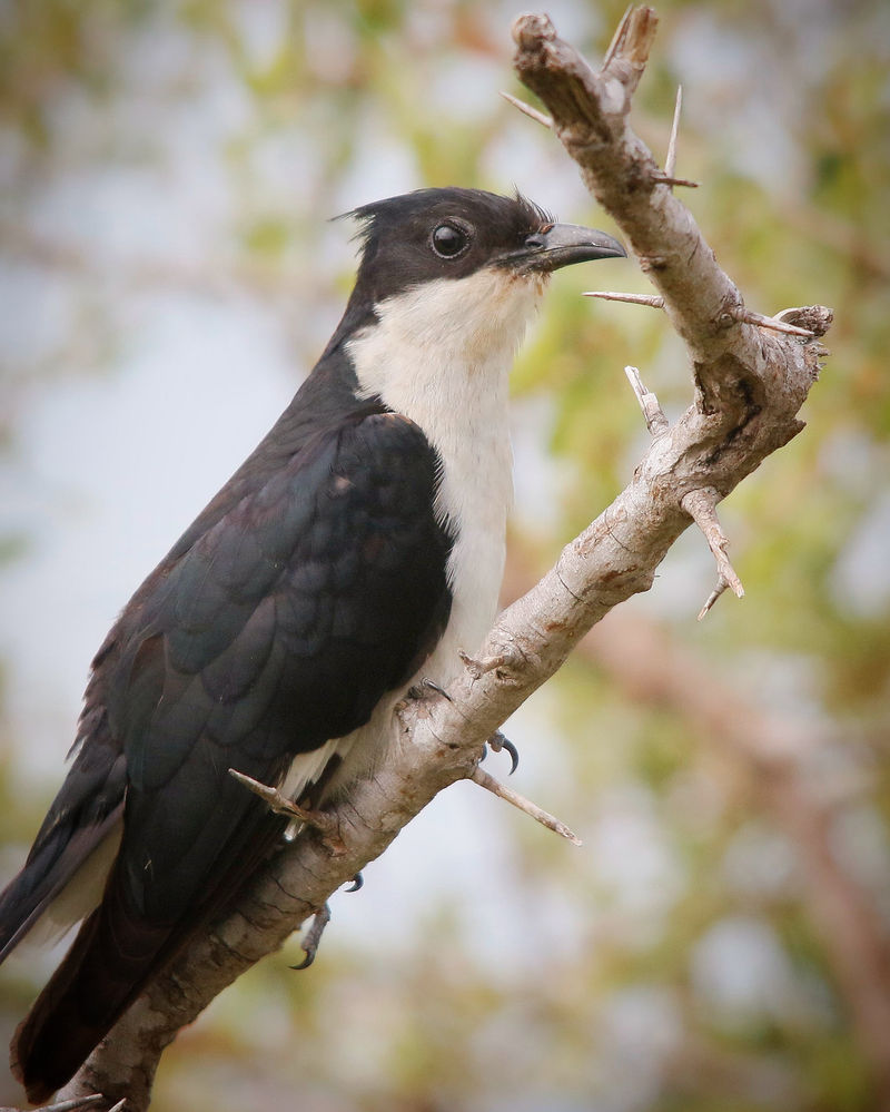 Birds I Love - The Jacobin Cuckoo | The Go-To Guy