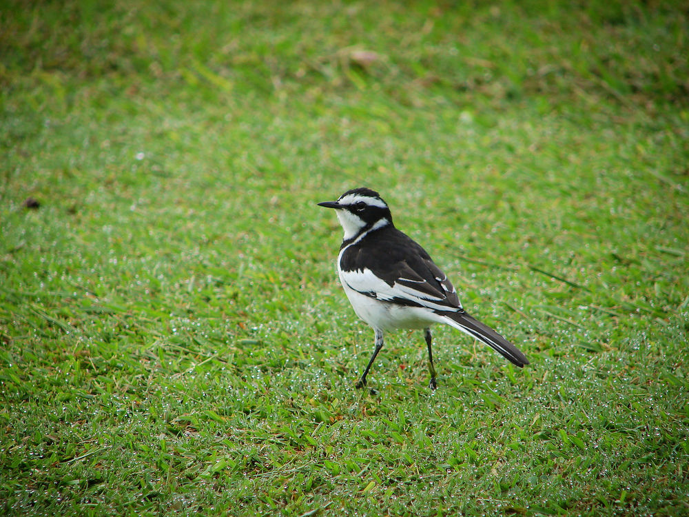 Birds I Love - The African Pied Wagtail | The Go-To Guy