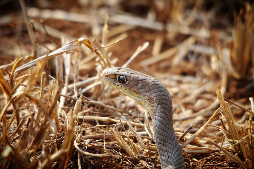 Reptiles I Love - The Olive Grass Snake | The Go-To Guy