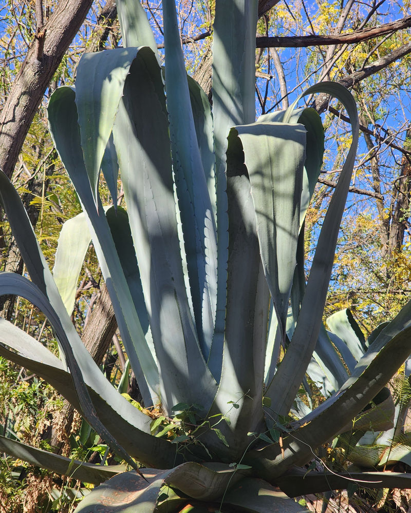 Plants I Love - The American Aloe | The Go-To Guy