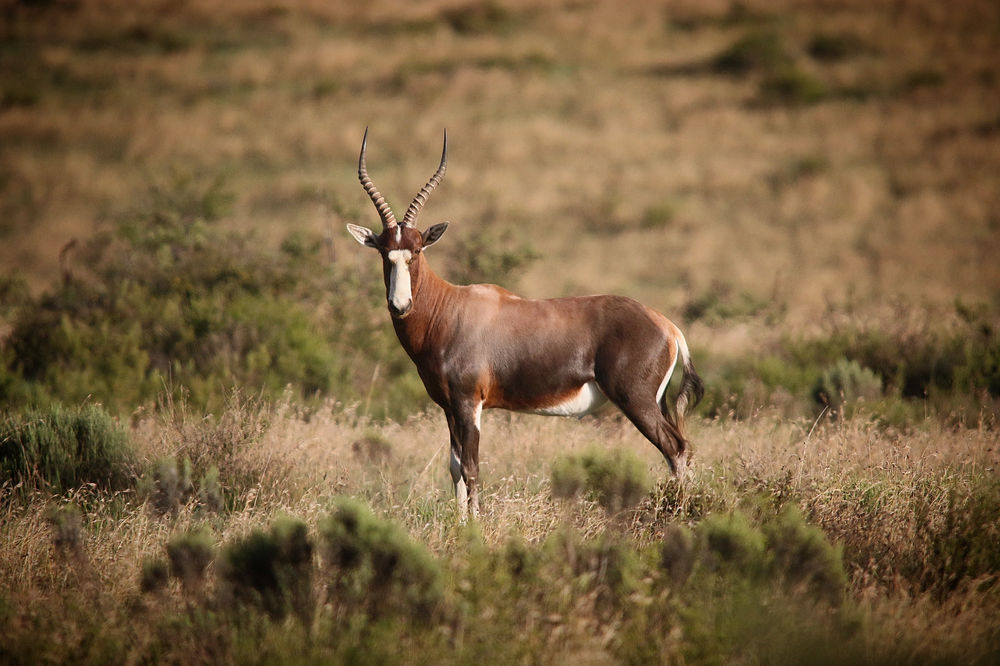 Animals I Love - The Blesbok | The Go-To Guy