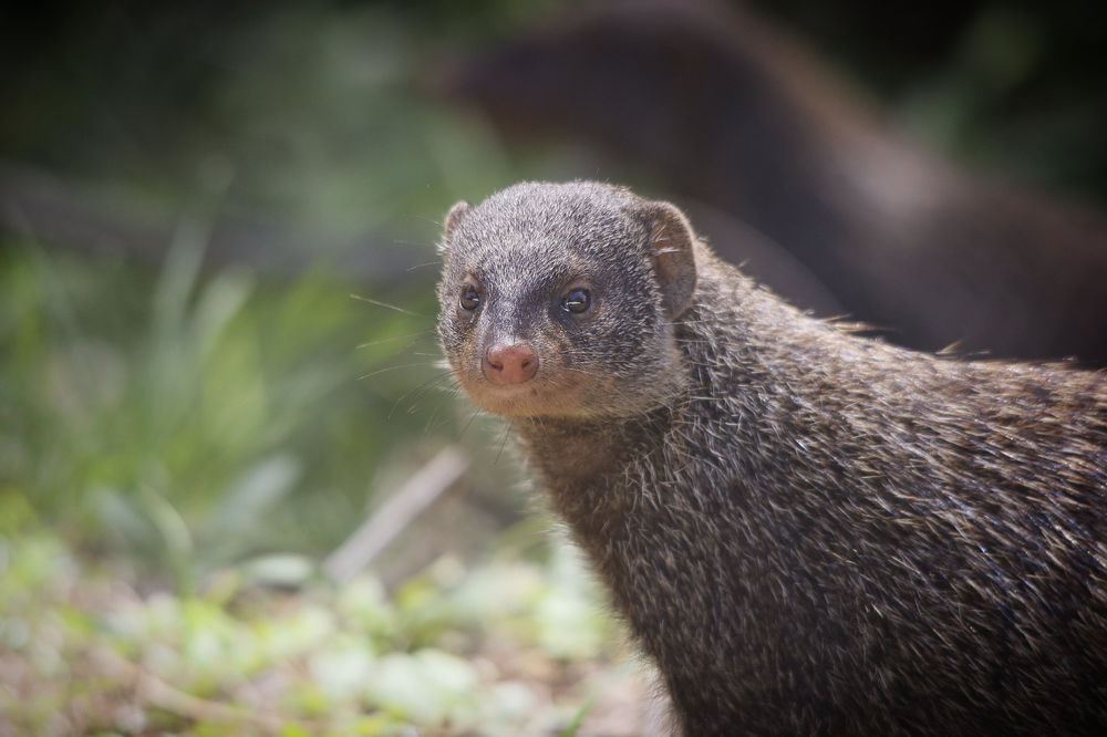 Animals I Love – The Banded Mongoose | The Go-To Guy