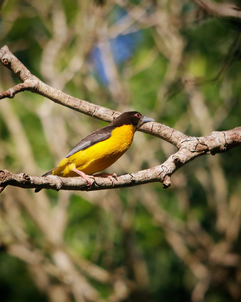 Birds I Love - The Dark - Backed Weaver | The Go-To Guy