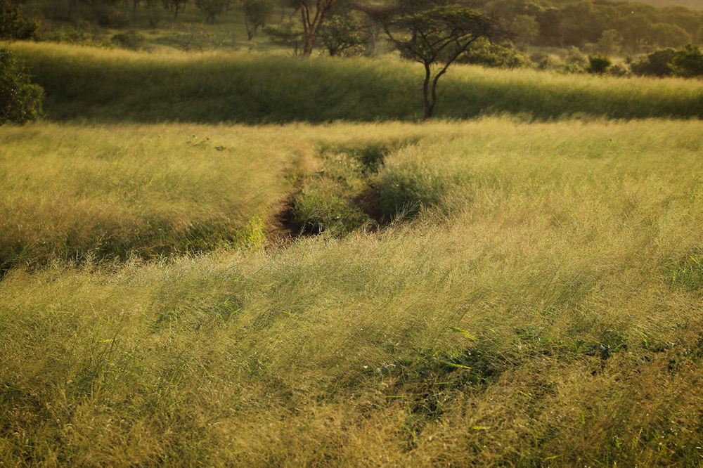 Plants I Love - The Guinea Grass | The Go-To Guy