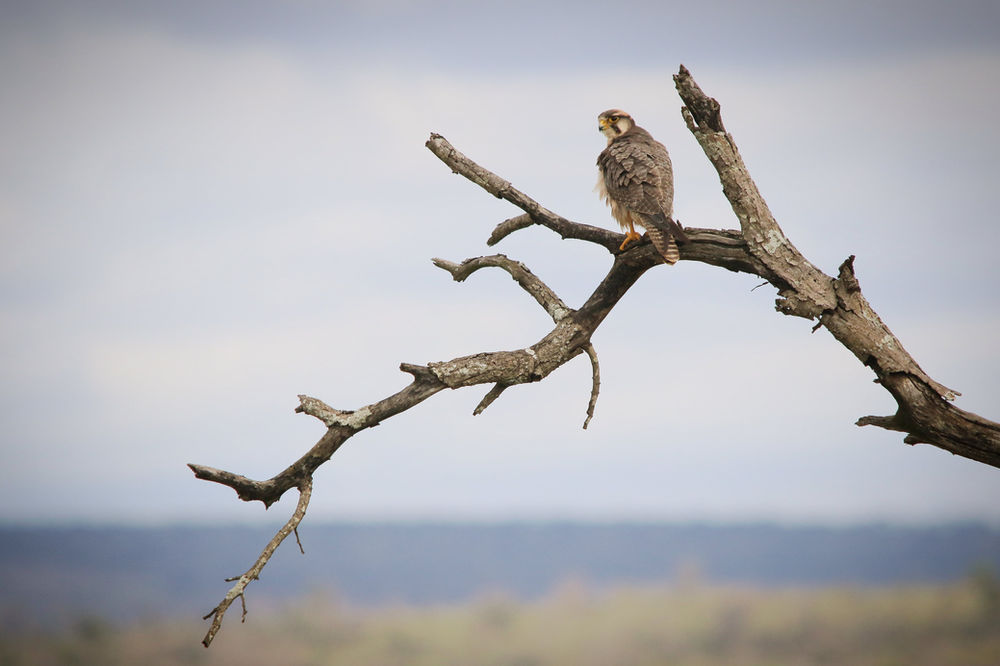 Birds I Love - The Lanner Falcon | The Go-To Guy