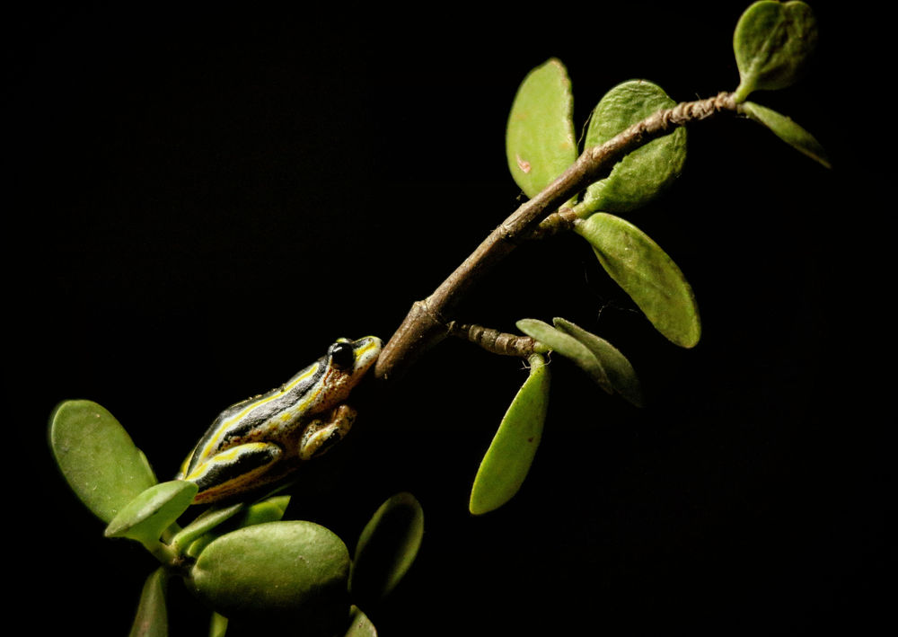 Amphibians I Love - The Painted Reed Frog | The Go-To Guy