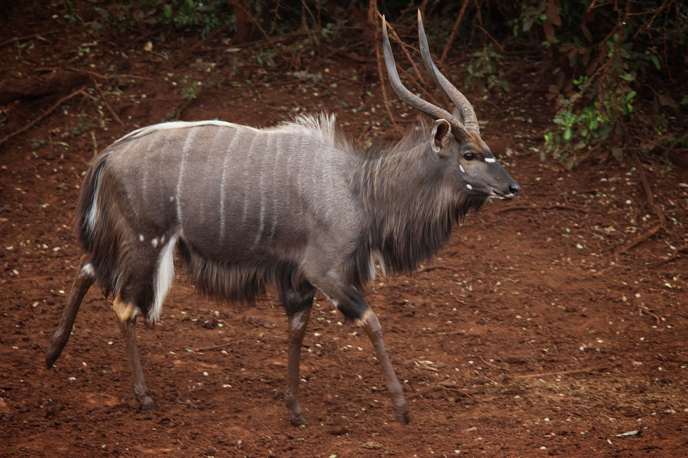 Animals I Love - The Nyala | The Go-To Guy