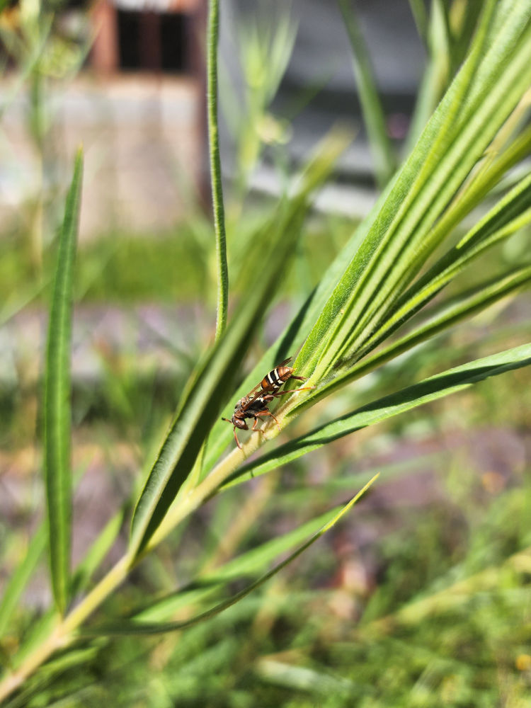 Insects I Love - The Polistes Marginalis Wasp | The Go-To Guy