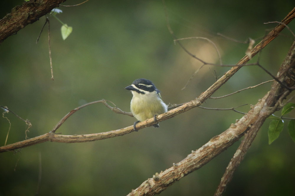 Birds I Love - The Yellow - Rumped Tinkerbird | The Go-To Guy