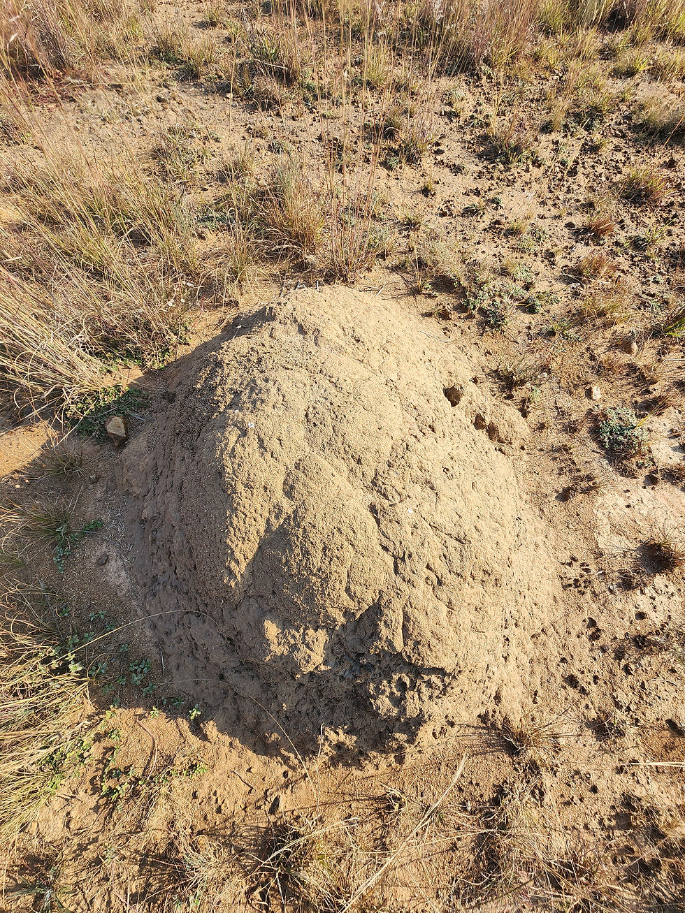 Things I Love - Termite Mounds | The Go-To Guy