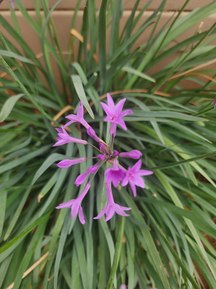 Plants I Love - The Tulbaghia | The Go-To Guy