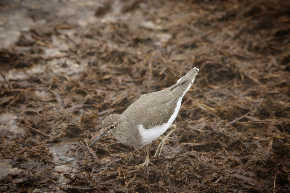 Birds I Love - The Common Sandpiper | The Go-To Guy