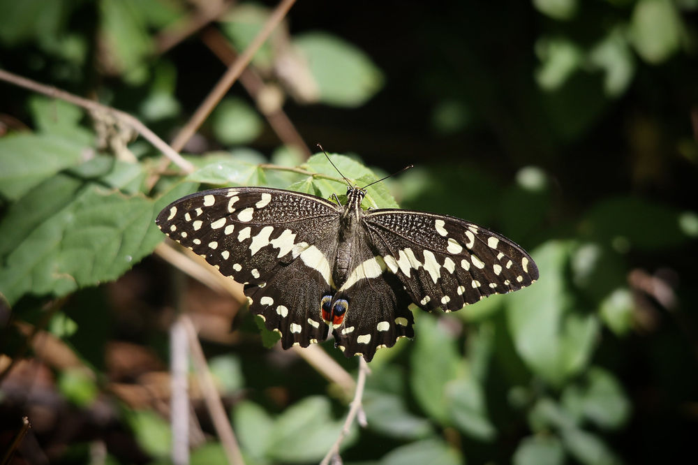 Insects I Love - The Citrus Swallowtail | The Go-To Guy