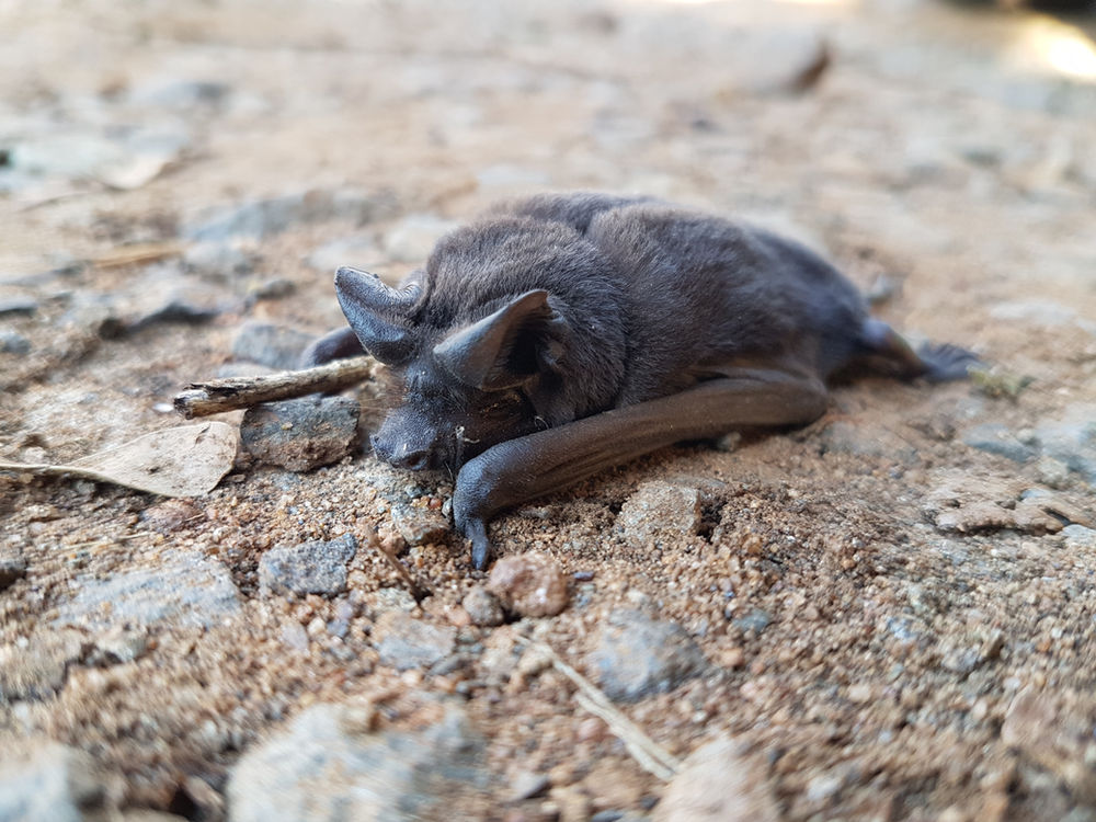 Animals I Love - The Free - Tailed Bats | The Go-To Guy