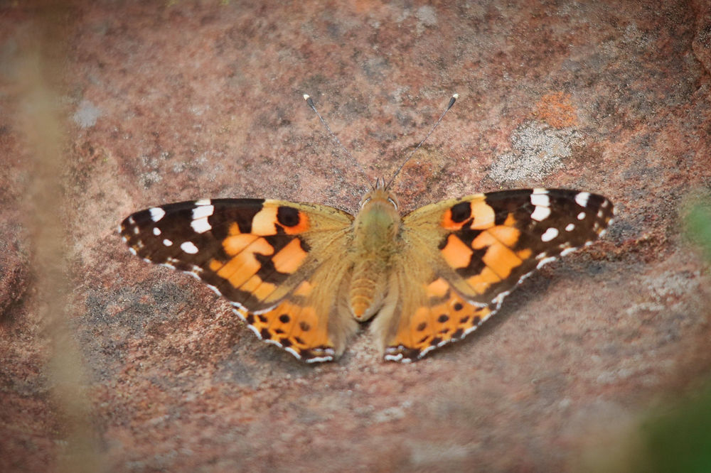 Insects I Love - The Painted Lady Butterfly | The Go-To Guy