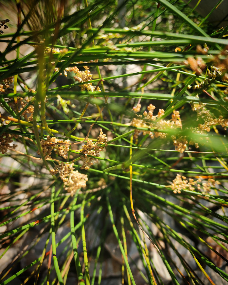 Plants I Love - The Dune Slack Rush | The Go-To Guy