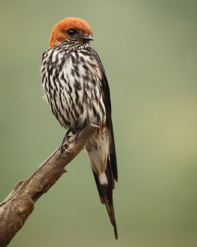 Birds I Love - The Lesser Striped Swallow | The Go-To Guy