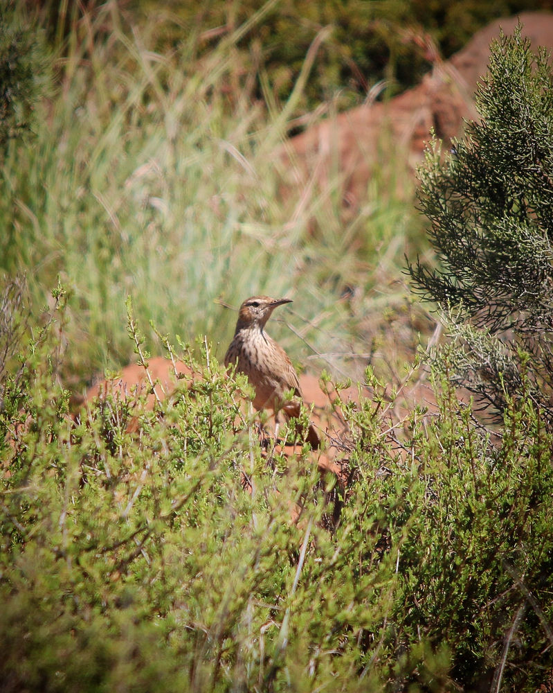 Birds I Love - The Karoo Long - Billed Lark | The Go-To Guy