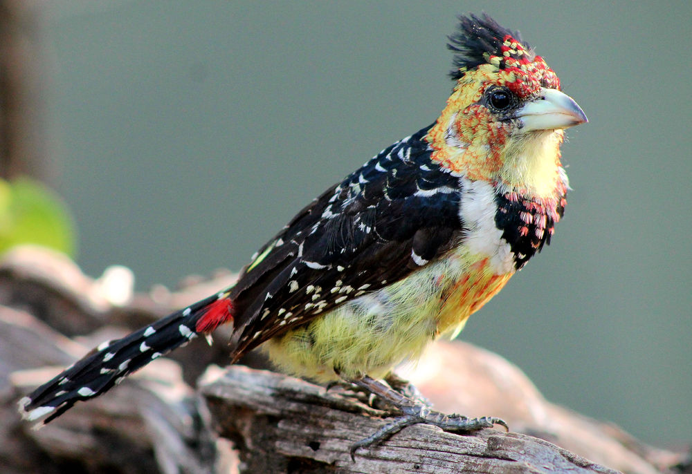 Birds I Love - The Crested Barbet | The Go-To Guy