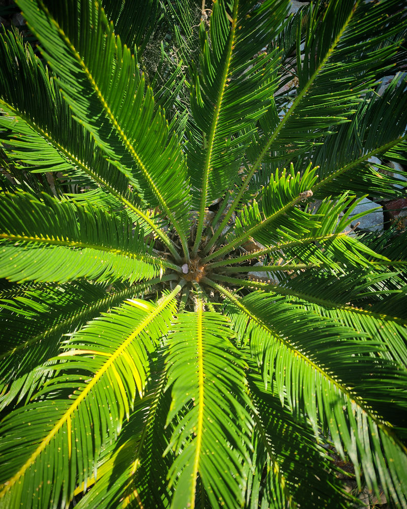 Plants I Love - The Sago Palm Cycad | The Go-To Guy
