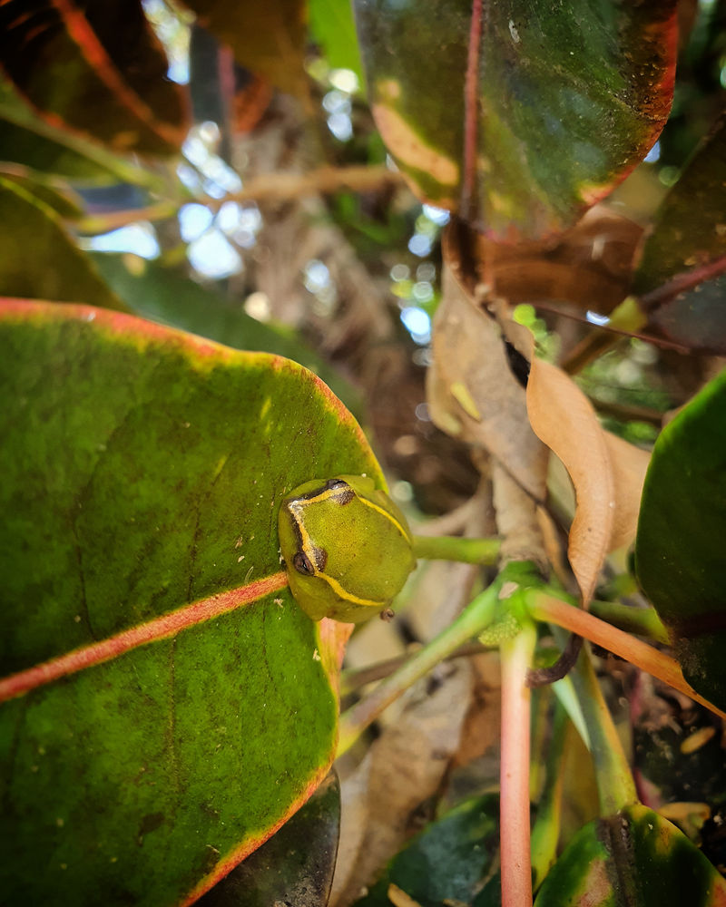 Amphibians I Love - The Yellow - Striped Reed Frog | The Go-To Guy