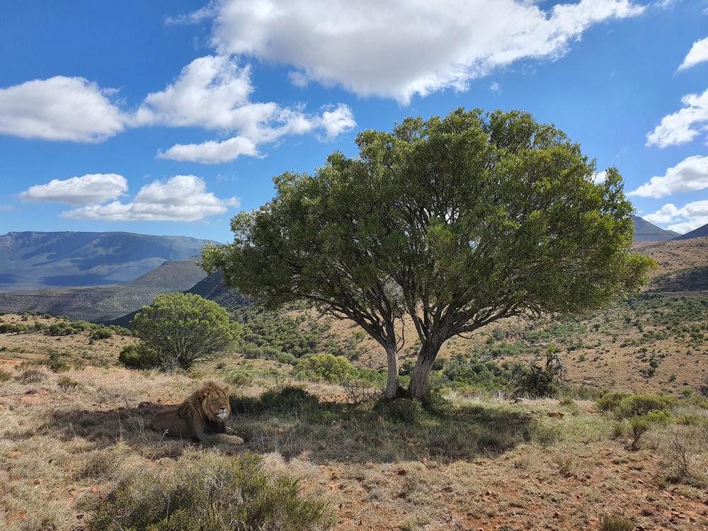 Plants I Love - The Wild Olive Tree | The Go-To Guy