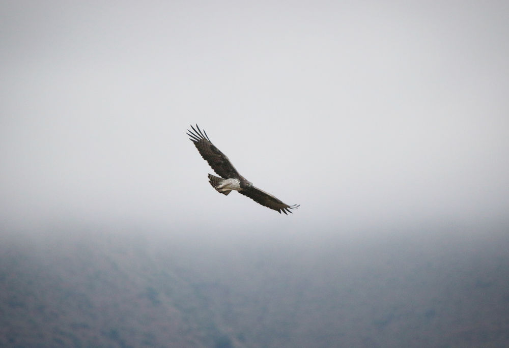 Birds I Love – The Big 6 | The Go-To Guy