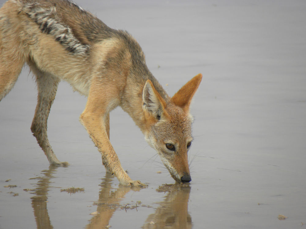 Animals I Love – The Black Backed Jackal | The Go-To Guy