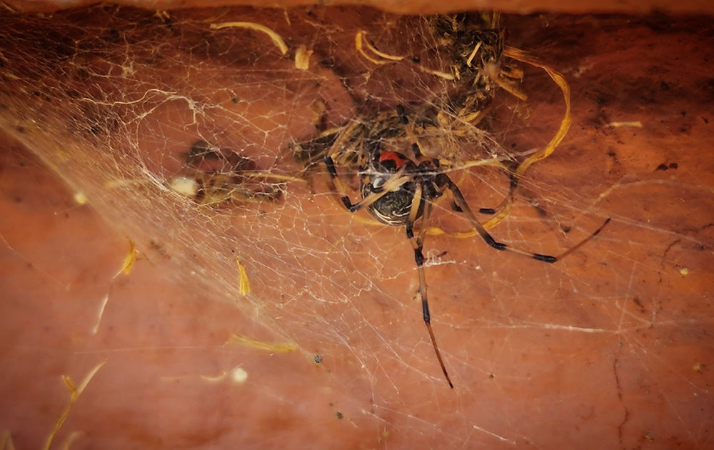 Spiders I Love - The Brown Button Spider | The Go-To Guy