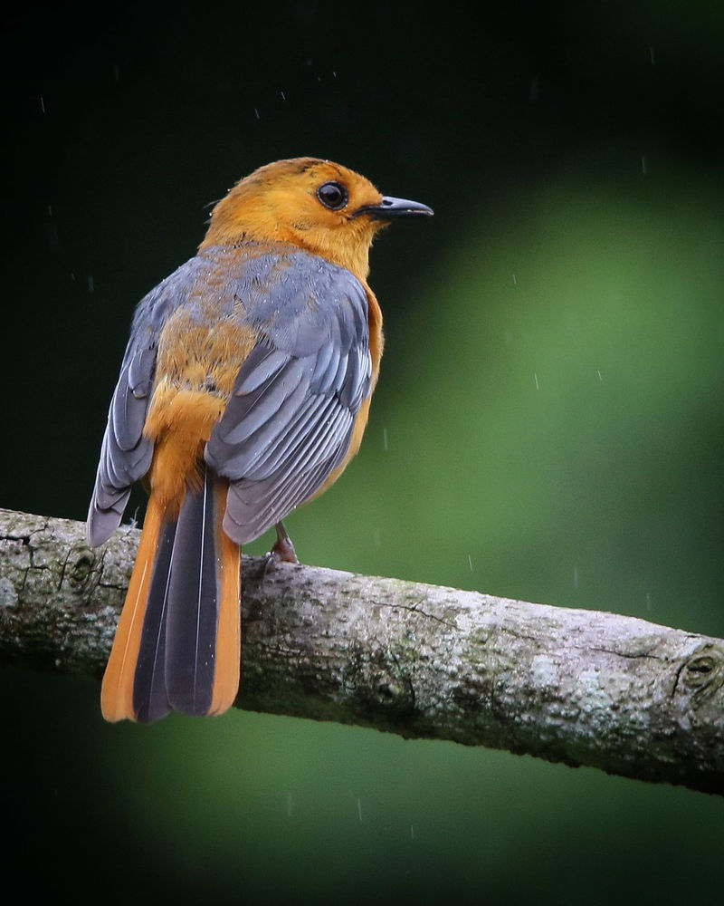 Birds I Love - The Red - Capped Robin - Chat | The Go-To Guy