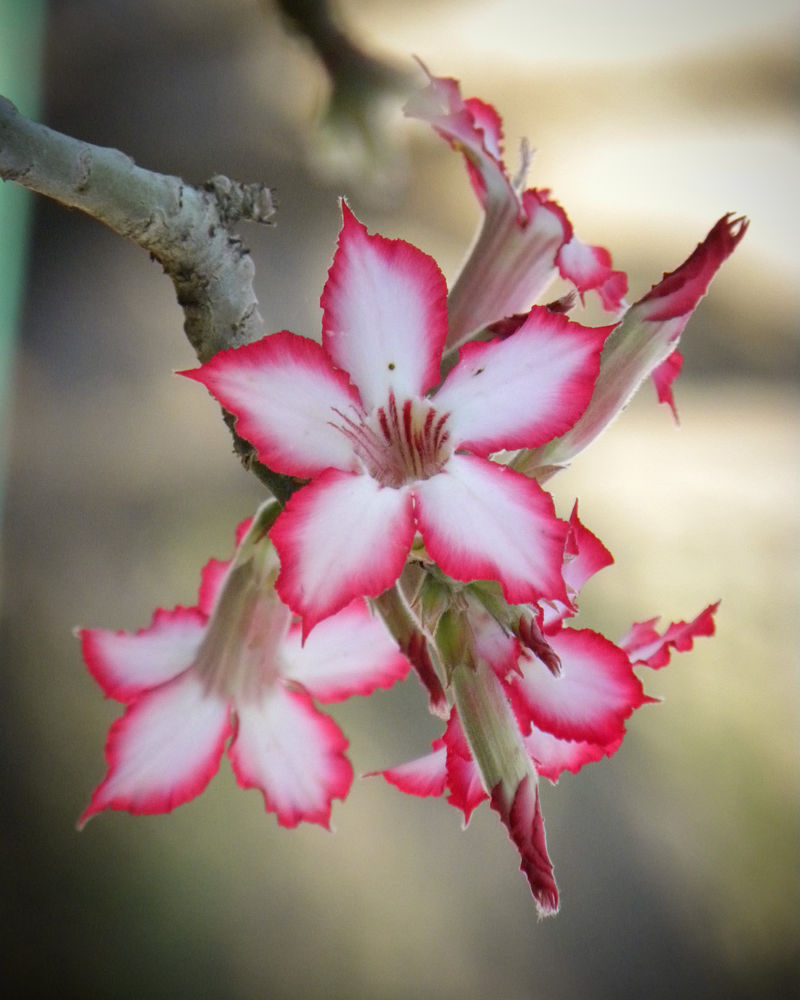 Plants I Love - The Impala Lily | The Go-To Guy