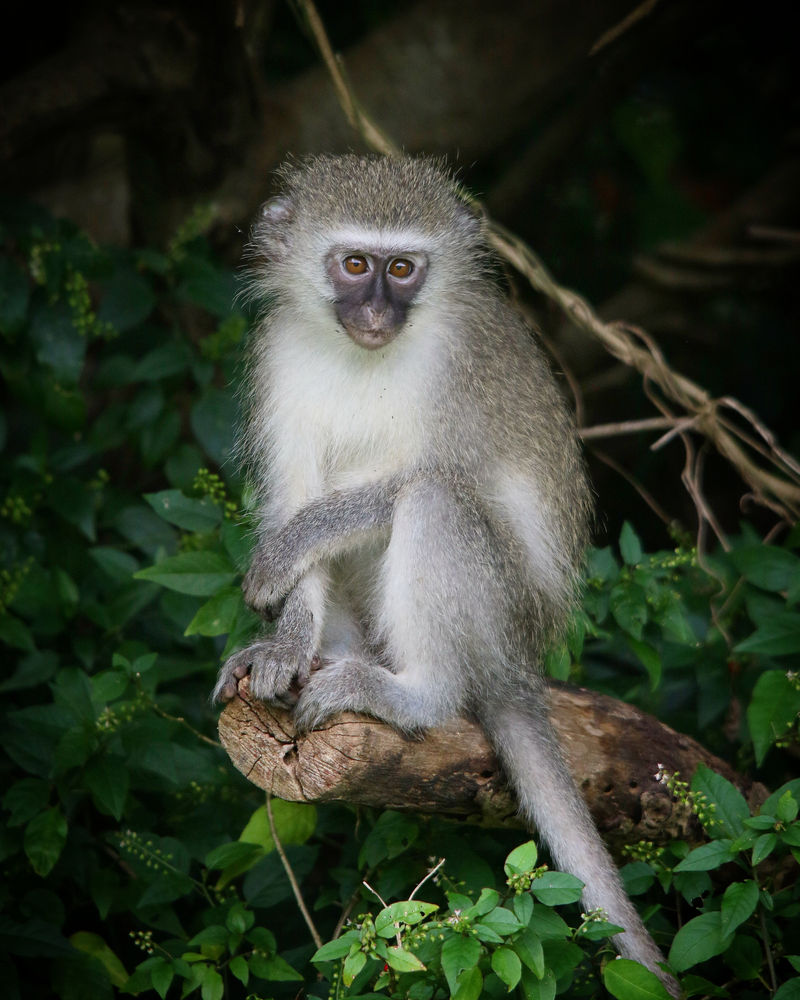 Vervet Monkey
