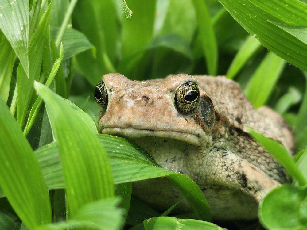 Amphibians I Love - The African Red Toad | The Go-To Guy