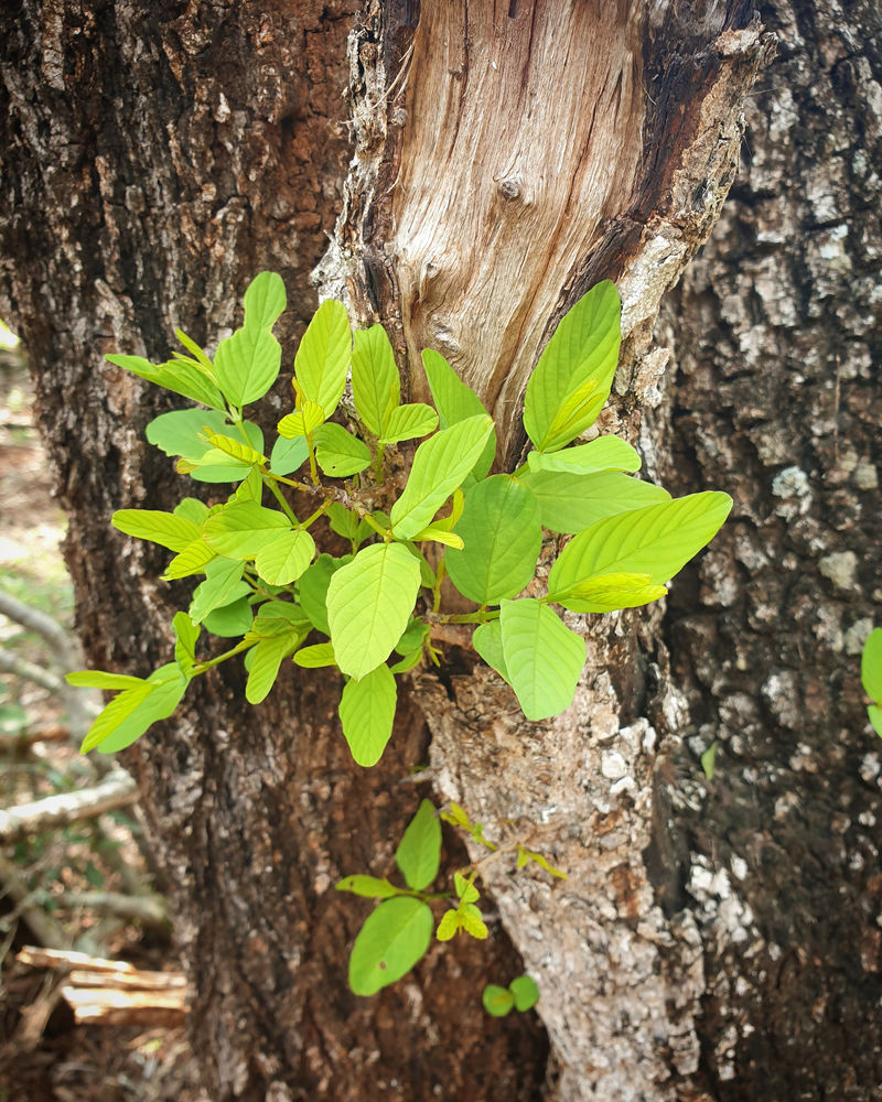Plants I Love - The Red Ivorywood | The Go-To Guy