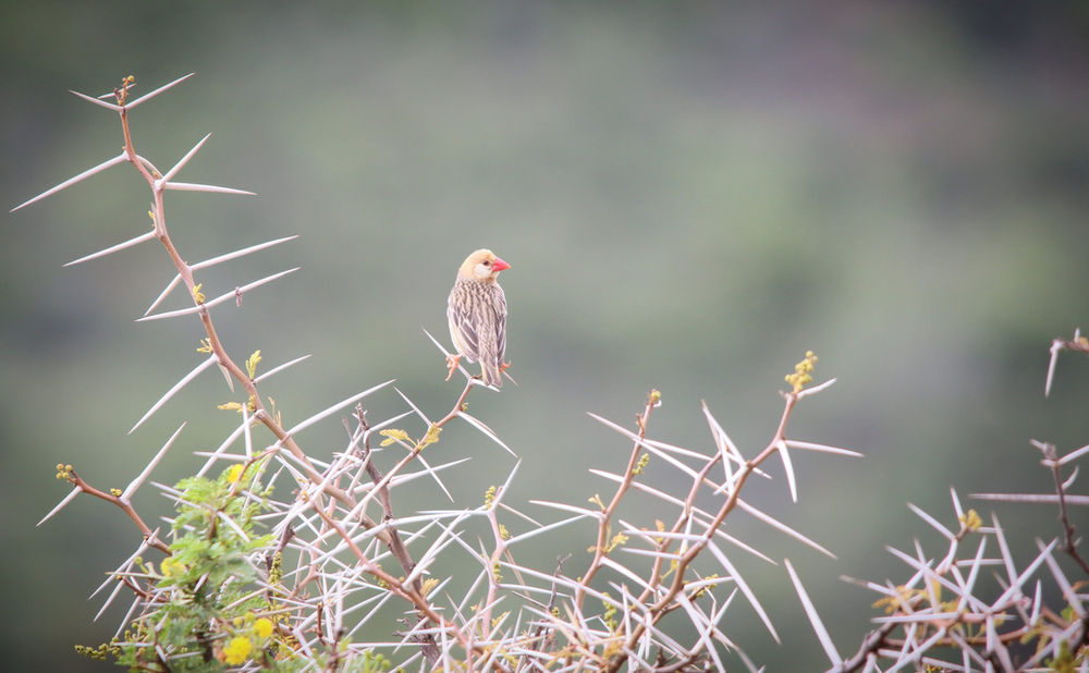 Birds I Love - The Red - Billed Quelea | The Go-To Guy