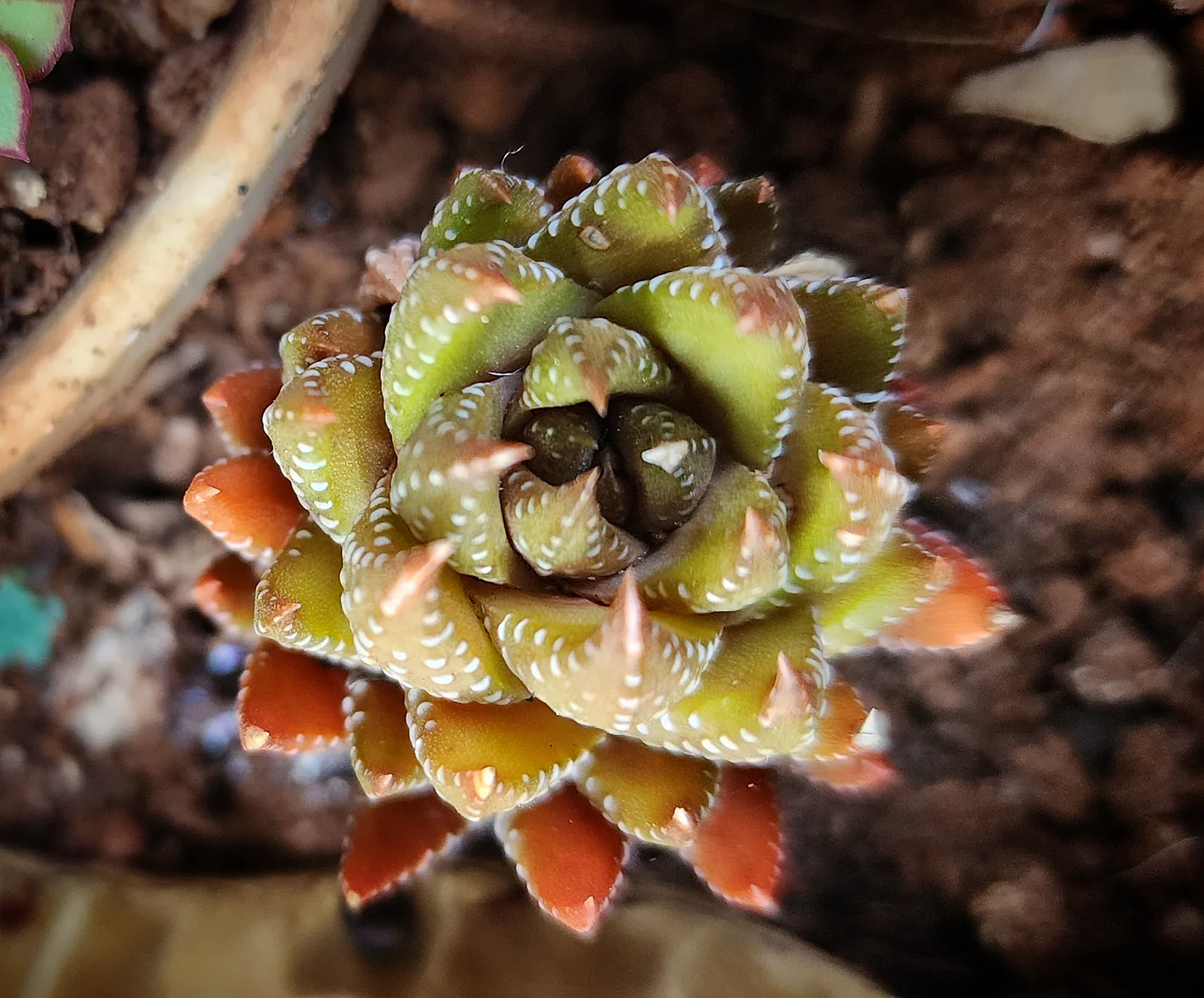 Plants I Love - The Wart Plant | The Go-To Guy