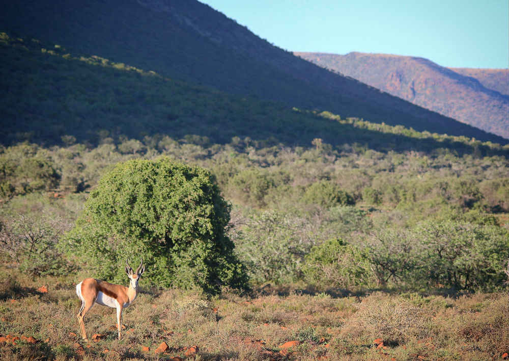Animals I Love - The Springbok | The Go-To Guy