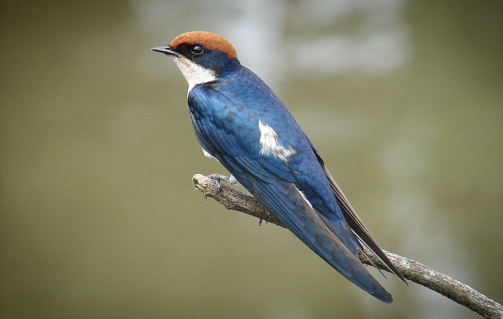 Birds I Love - The Wire - Tailed Swallow | The Go-To Guy