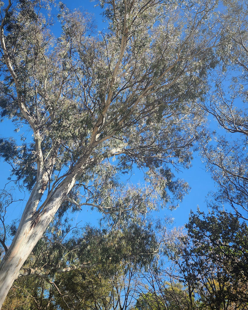 Plants I Love - The Gum Tree | The Go-To Guy