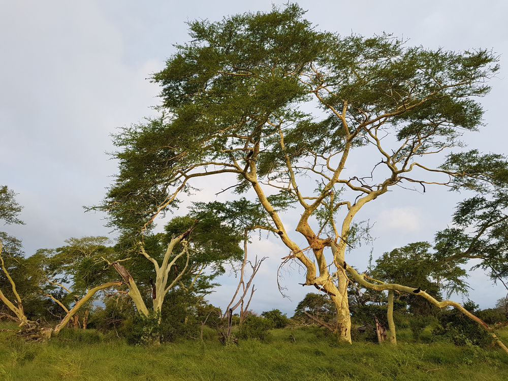 Plants I Love - The Fever Tree | The Go-To Guy