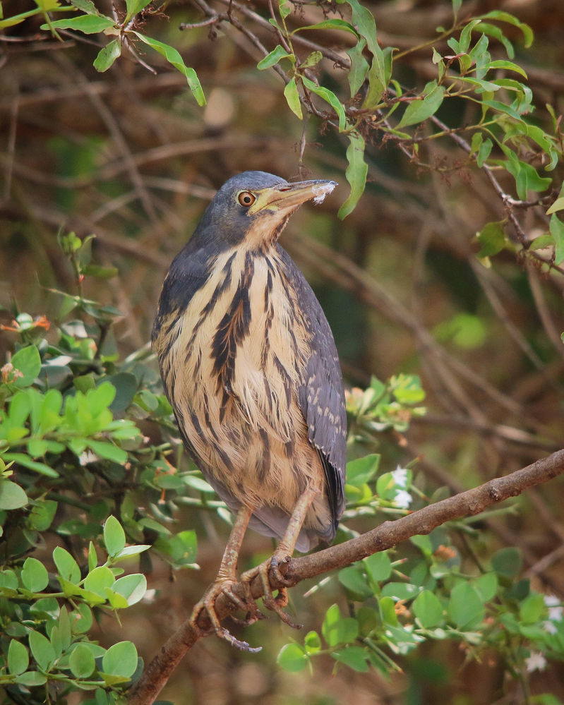 Birds I Love – The Dwarf Bittern | The Go-To Guy