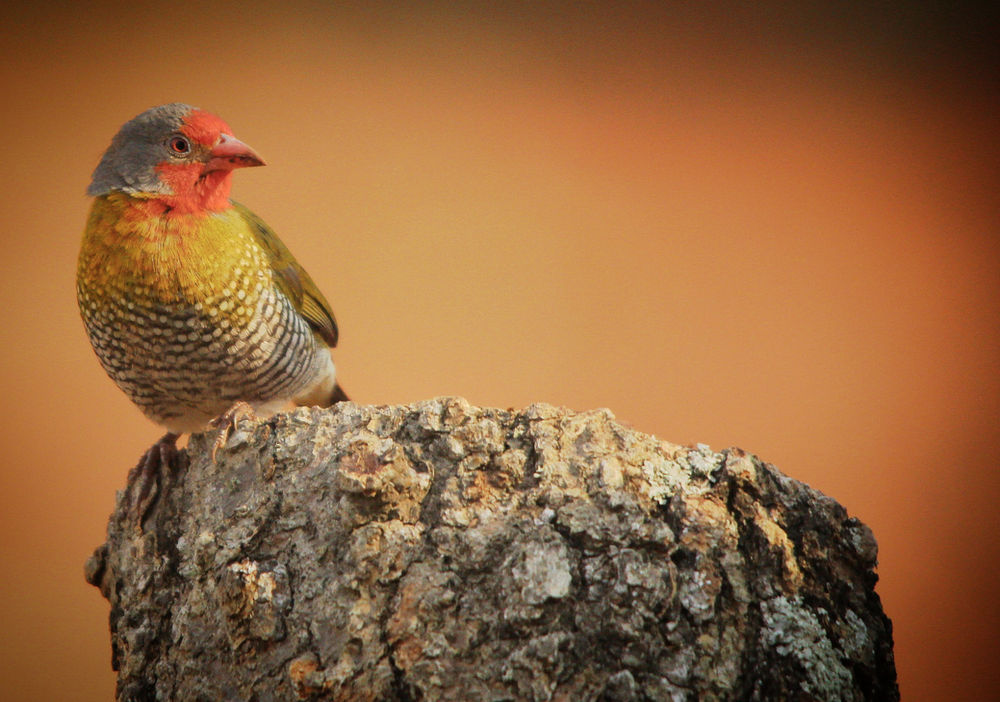 Birds I Love - The Green - Winged Pytilia | The Go-To Guy
