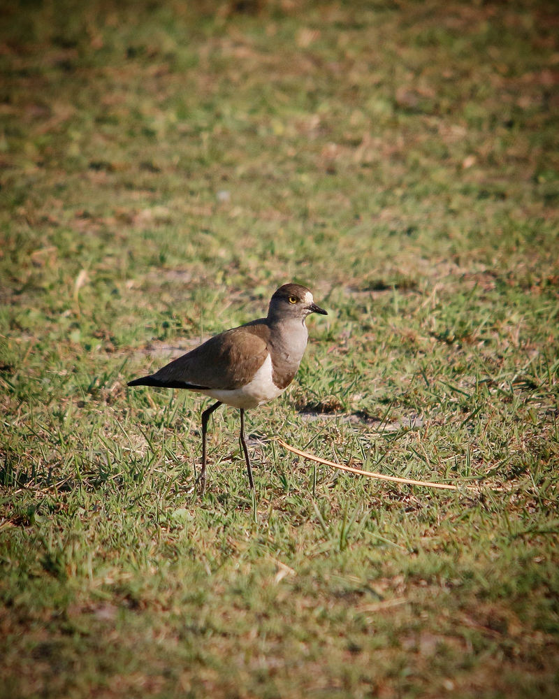 Birds I Love - The Senegal Lapwing | The Go-To Guy